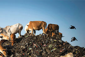 Home - Wasteless Future